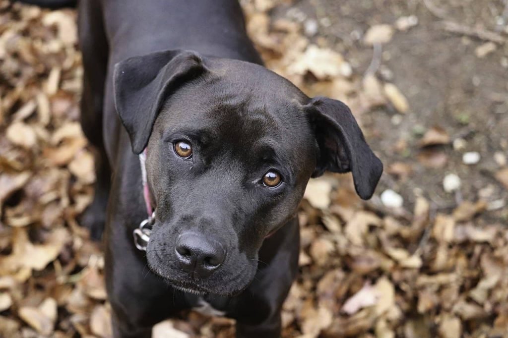 Before an Animal Disease Becomes a Human Epidemic – Macel